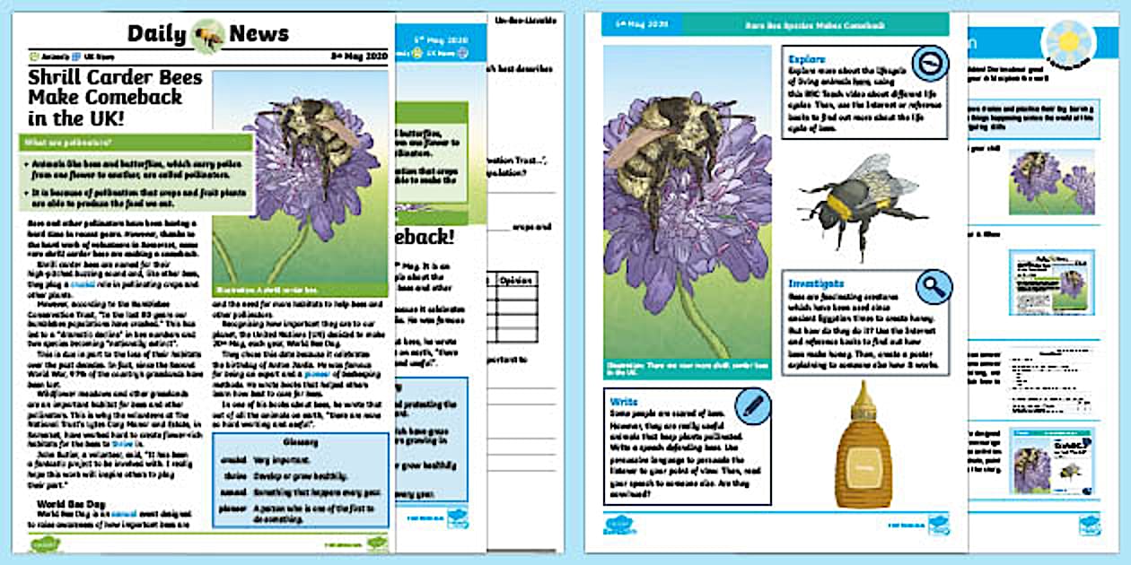 Shrill Carder Bee Reading Comprehension | Twinkl NewsRoom