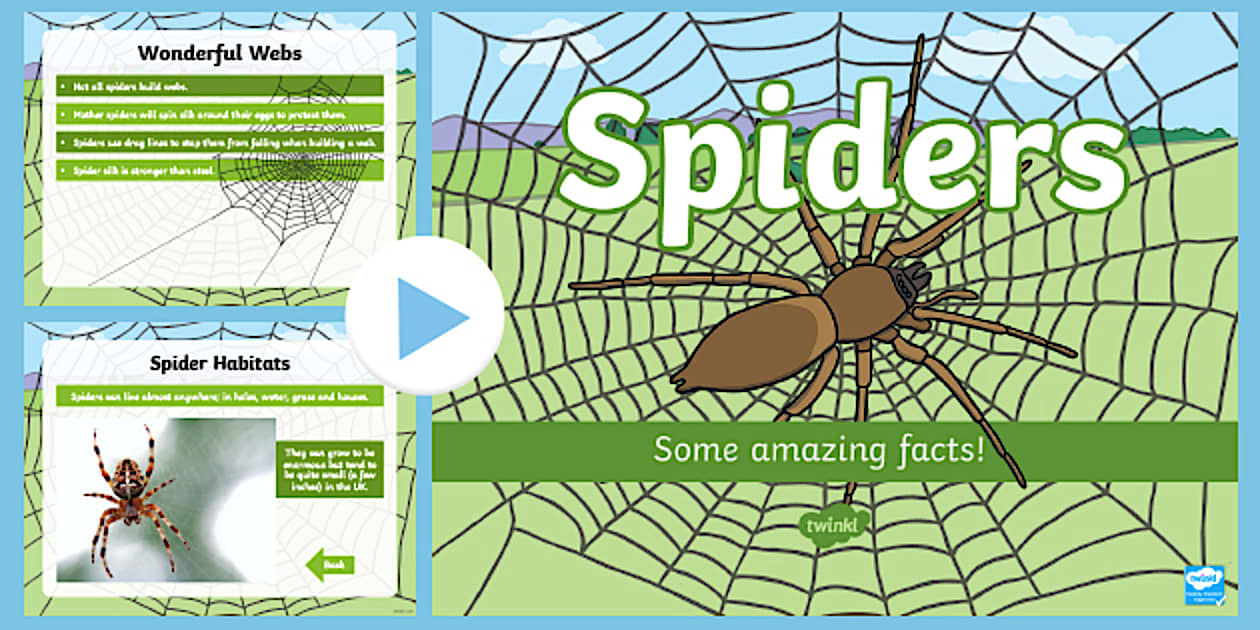 Spider Facts PowerPoint - Minibeasts - Science - Twinkl