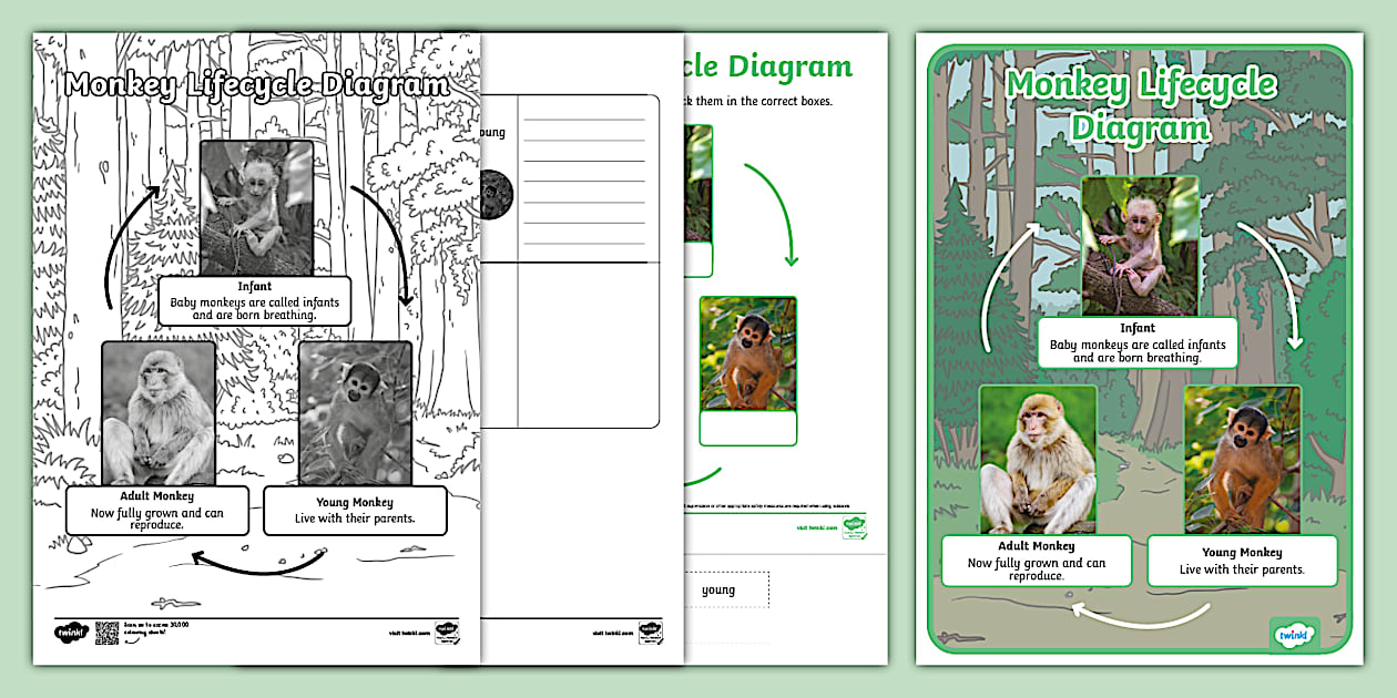 Life Cycle of a Monkey Diagram Activity Pack - Twinkl