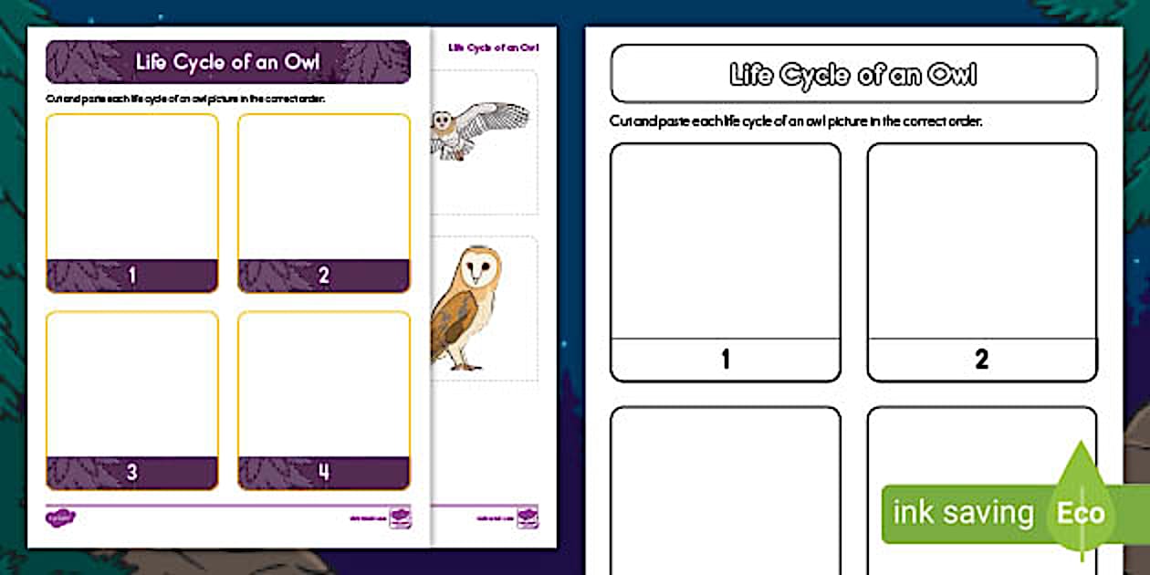 Early Childhood Life Cycle of an Owl Cut and Paste Worksheet