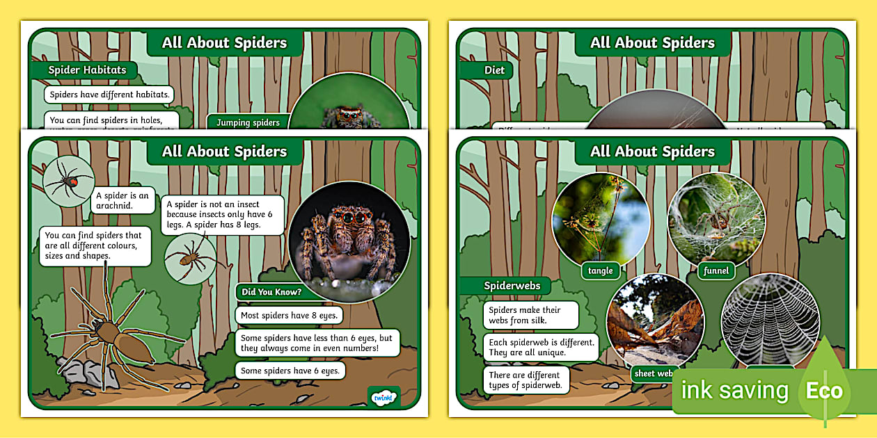 EYFS All About Spiders Fact Files (professor feito) - Twinkl