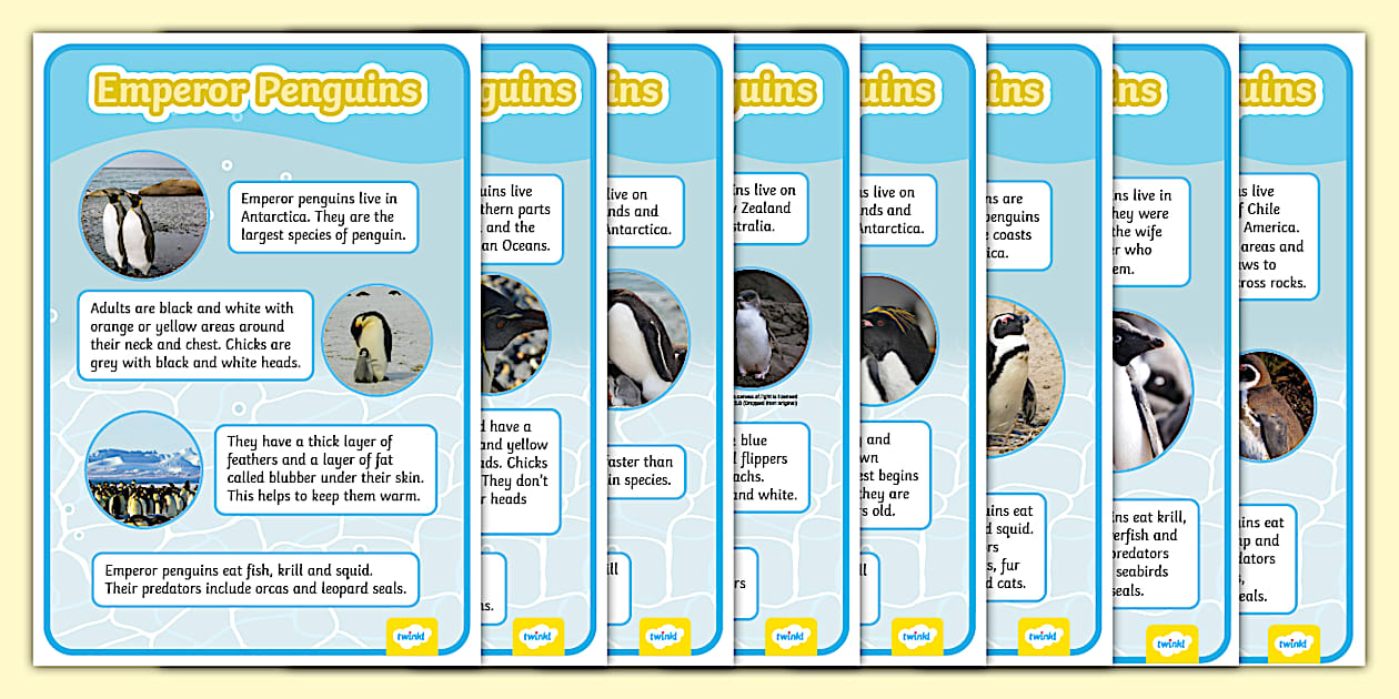 Penguin Species Display Posters - KS1 (teacher made)