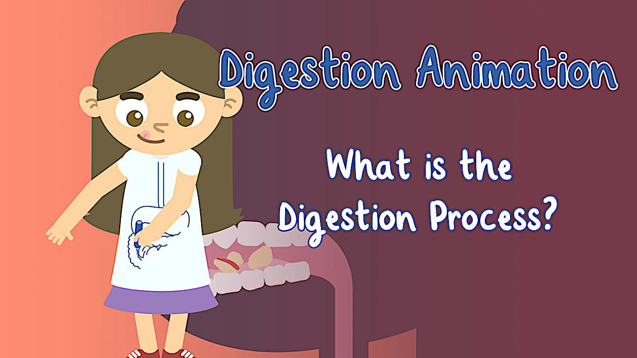 The Digestion Process Animation | Twinkl Go!