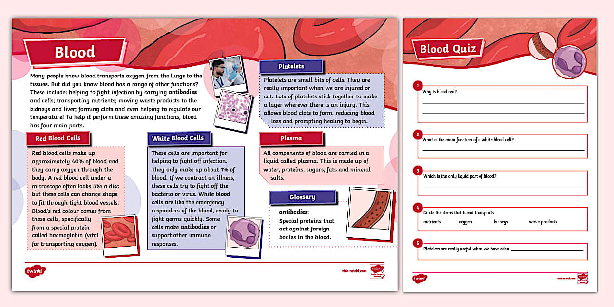 KS2 Blood Fact File and Quiz (l'enseignant a fait) - Twinkl