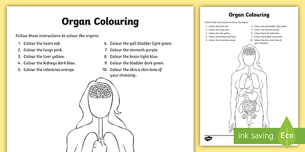 Organs Colouring Worksheet / Worksheet - Twinkl