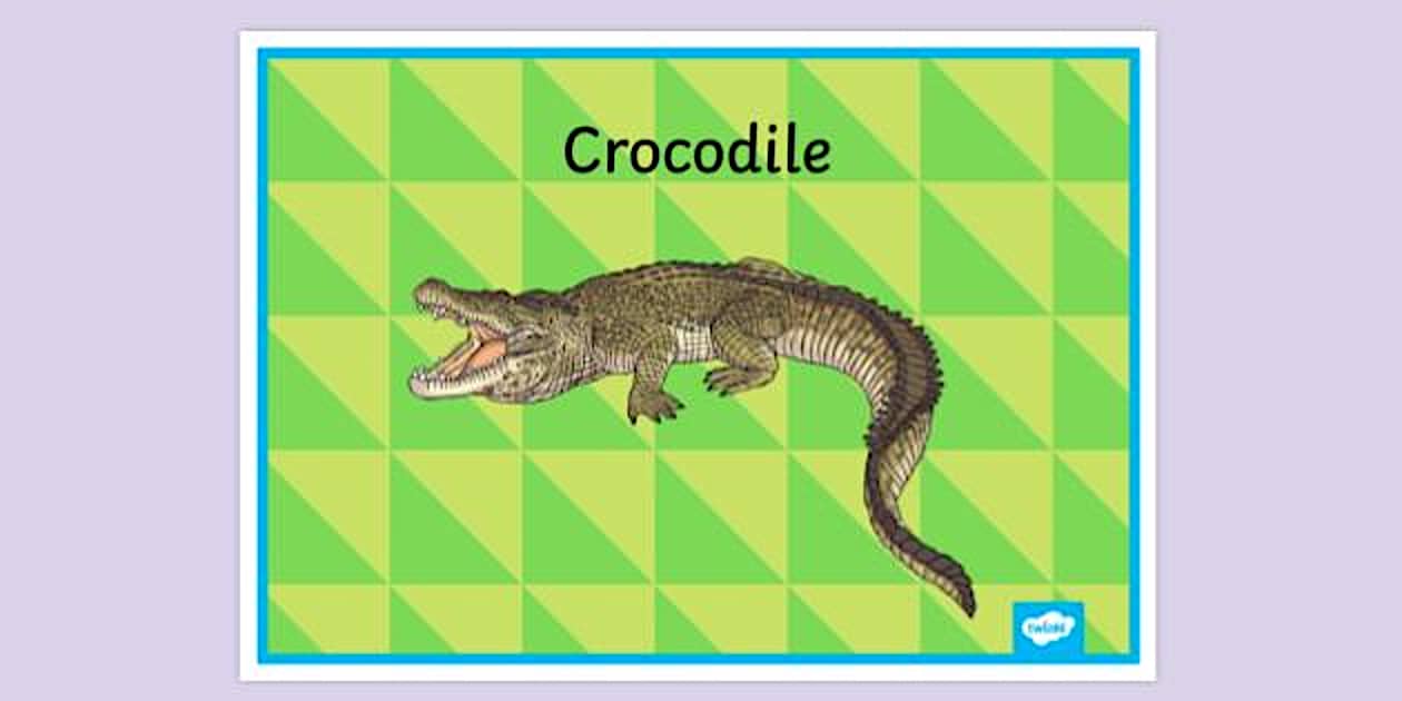 Crocodile Poster | Display Poster | Primary Resources
