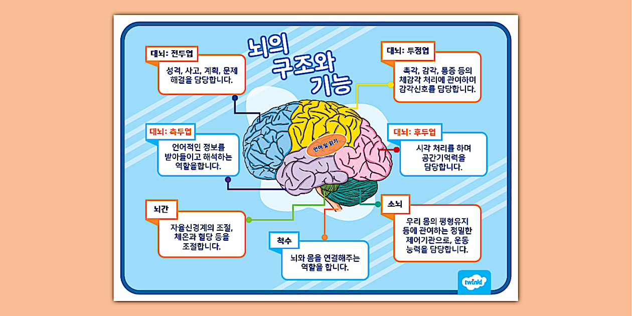 뇌의 구조와 기능 (Teacher-Made) - Twinkl