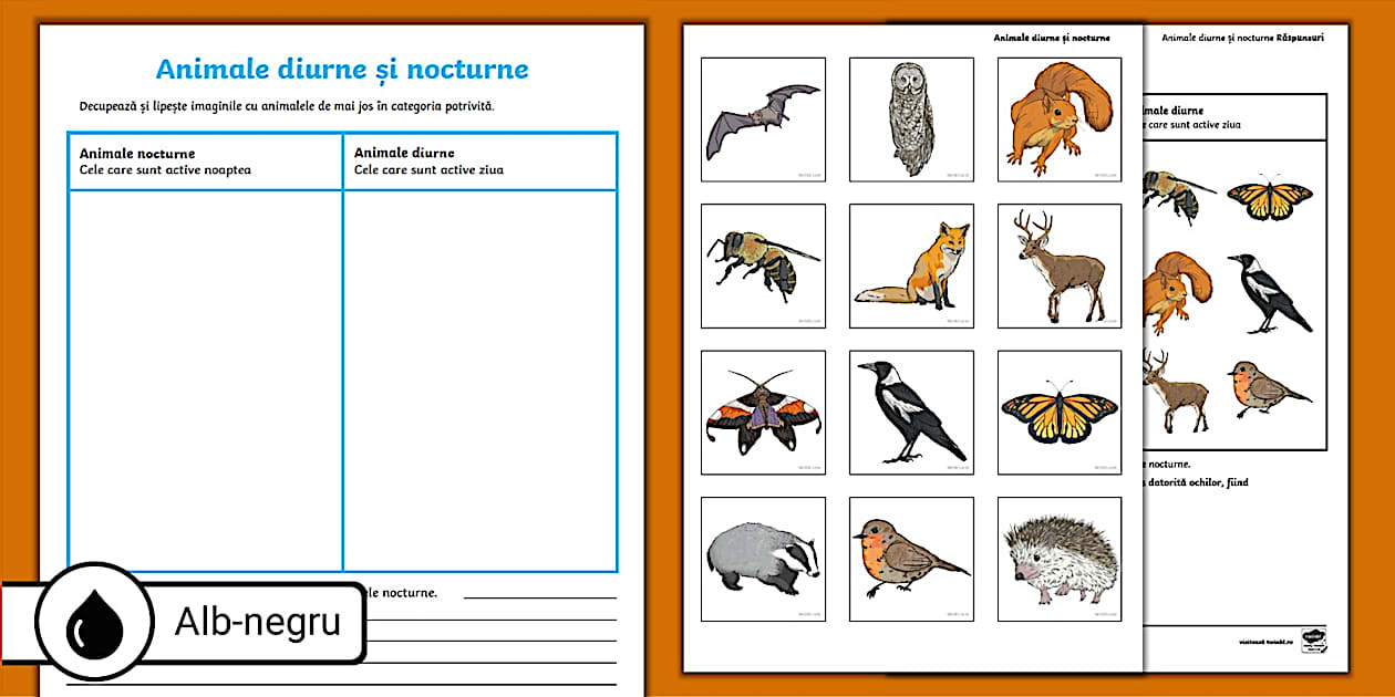 Animale diurne și nocturne – Fișe de activitate - Twinkl