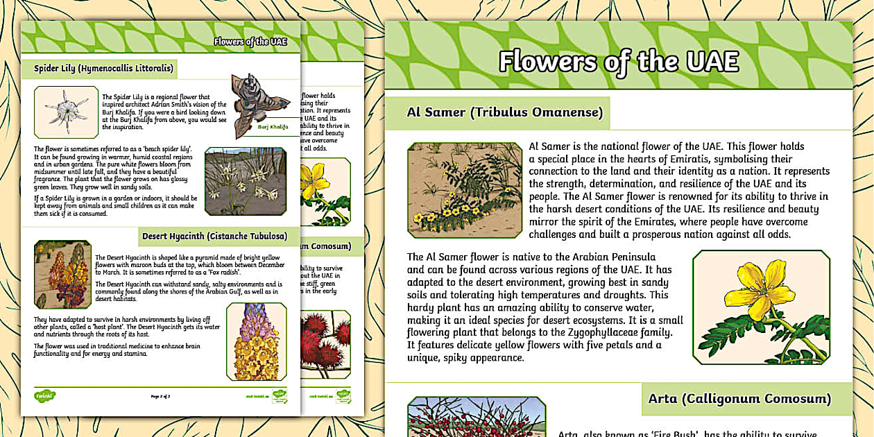 Fact File - Flowers - UAE Plants (teacher made) - Twinkl