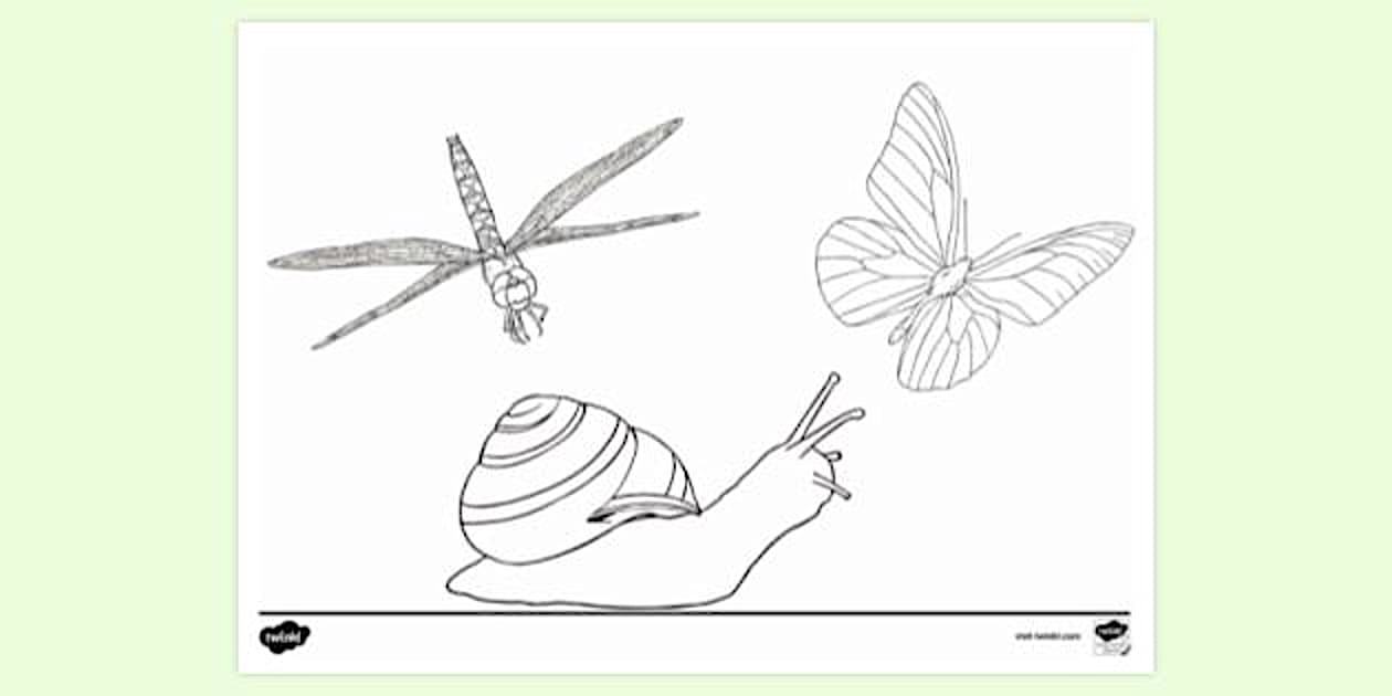 Bug Insect Colouring Page | Colouring Sheets - Twinkl
