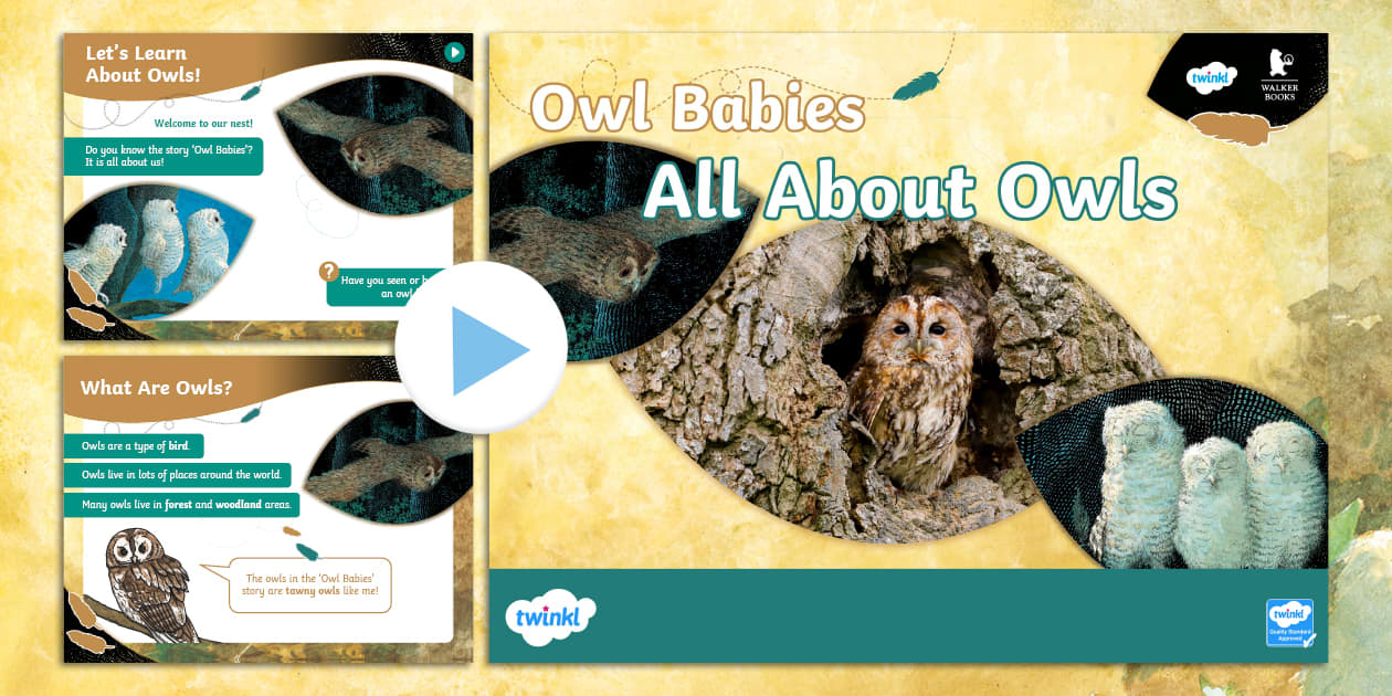 FREE! - Owl Babies: All About Owls PowerPoint | Twinkl