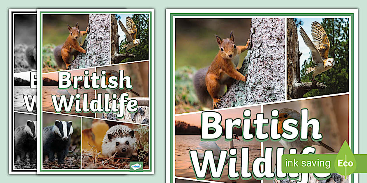 British Wildlife Photo Display Poster (teacher made)