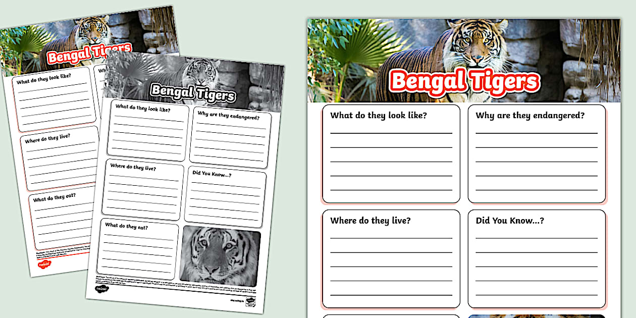 Bengal Tigers Fact File Template (teacher made) - Twinkl