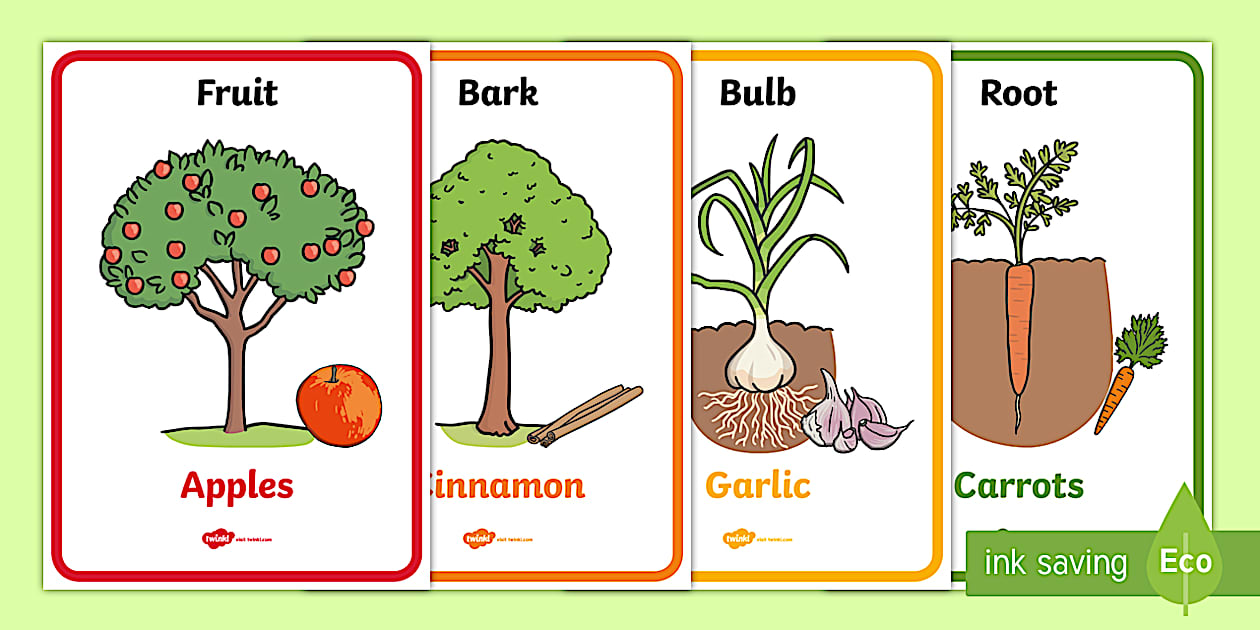 Edible Plant Parts Display Posters (teacher made) - Twinkl