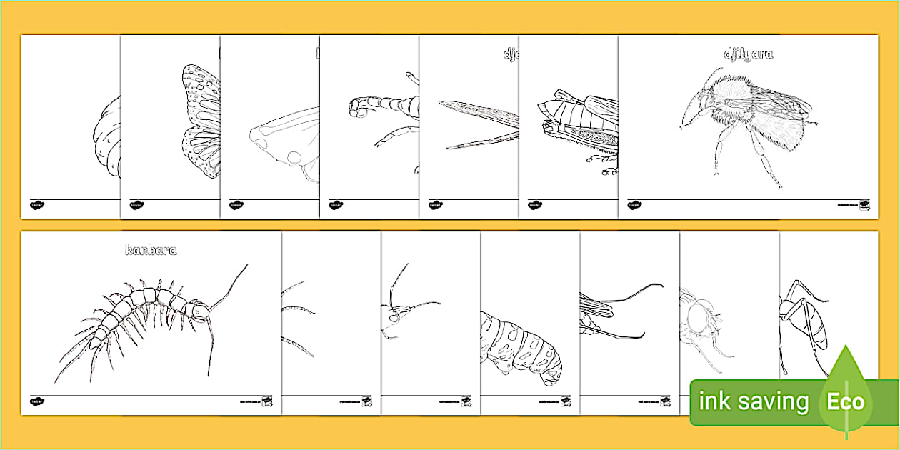 Insects (Minga) Colouring in with Noongar Language