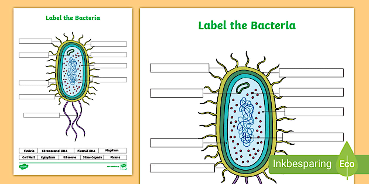 Label the Bacteria (صُمم من قبل مُختصّين)