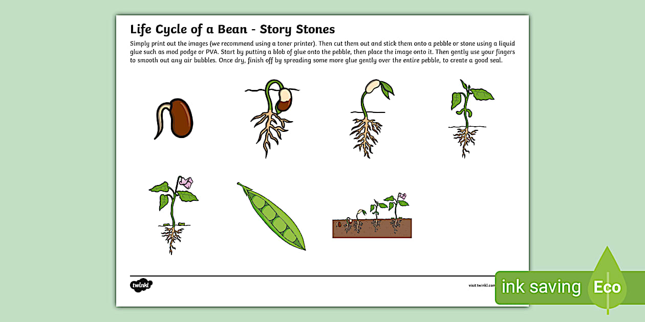 Life Cycle of a Bean Story Stone Image Cut-Outs - Twinkl