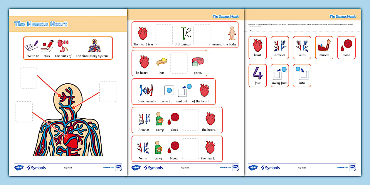 Twinkl Symbols: Science: Circulatory System Labelling