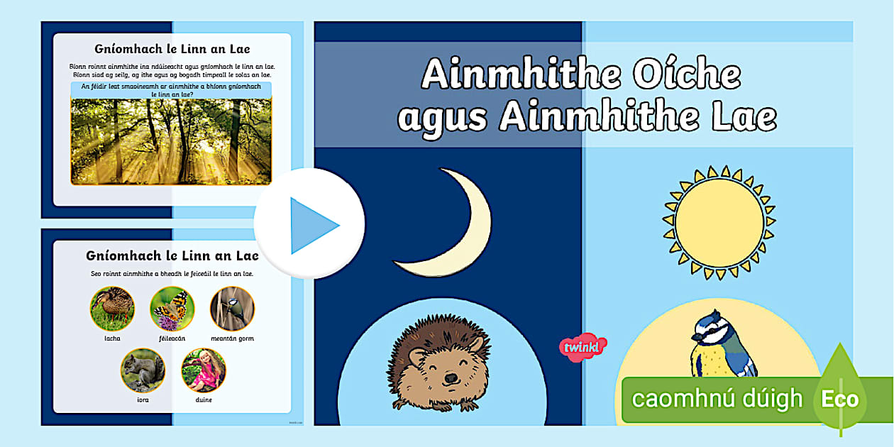 Ainmhithe Oíche agus Ainmhithe Lae PowerPoint - Twinkl