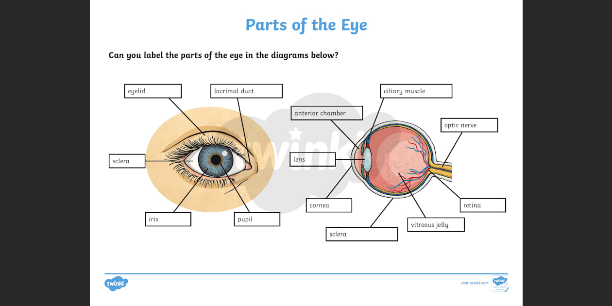 eye labelling ks1
