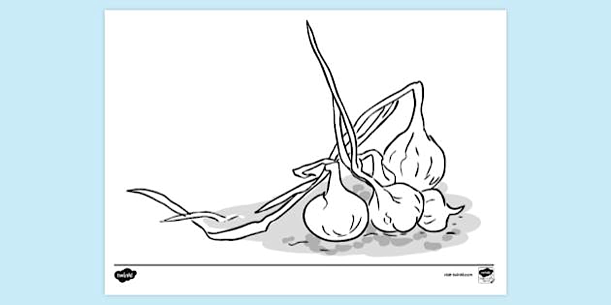 Onions Colouring Sheet | Colouring Pages | Twinkl - Twinkl