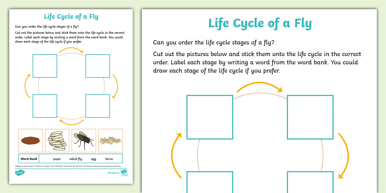 * NEW * The Life Cycle of a Fly Worksheet - Twinkl - KS1