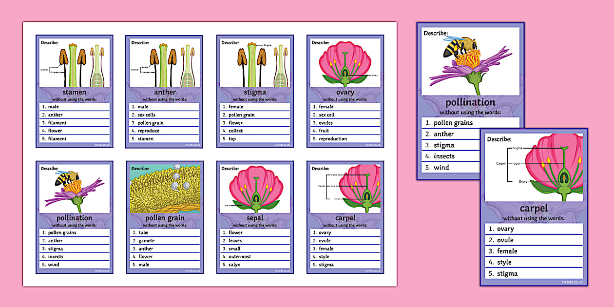 Plant Reproduction Can You Guess? Cards - Twinkl