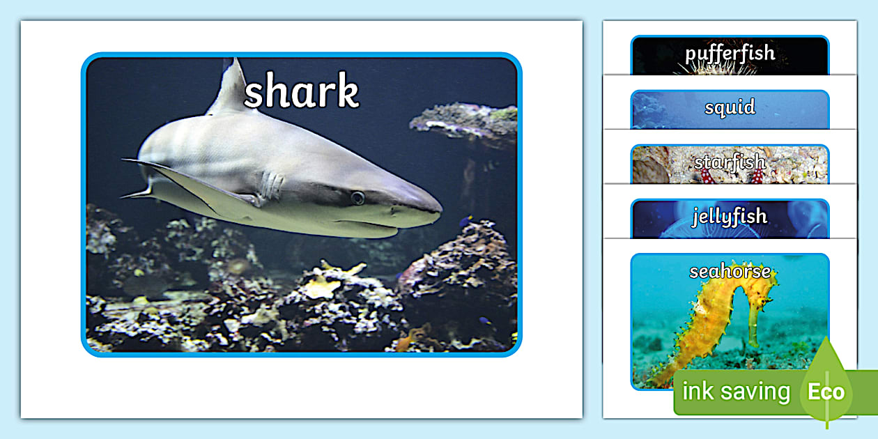 Under the Sea Pictures | Sea Animals | Display Resources NZ