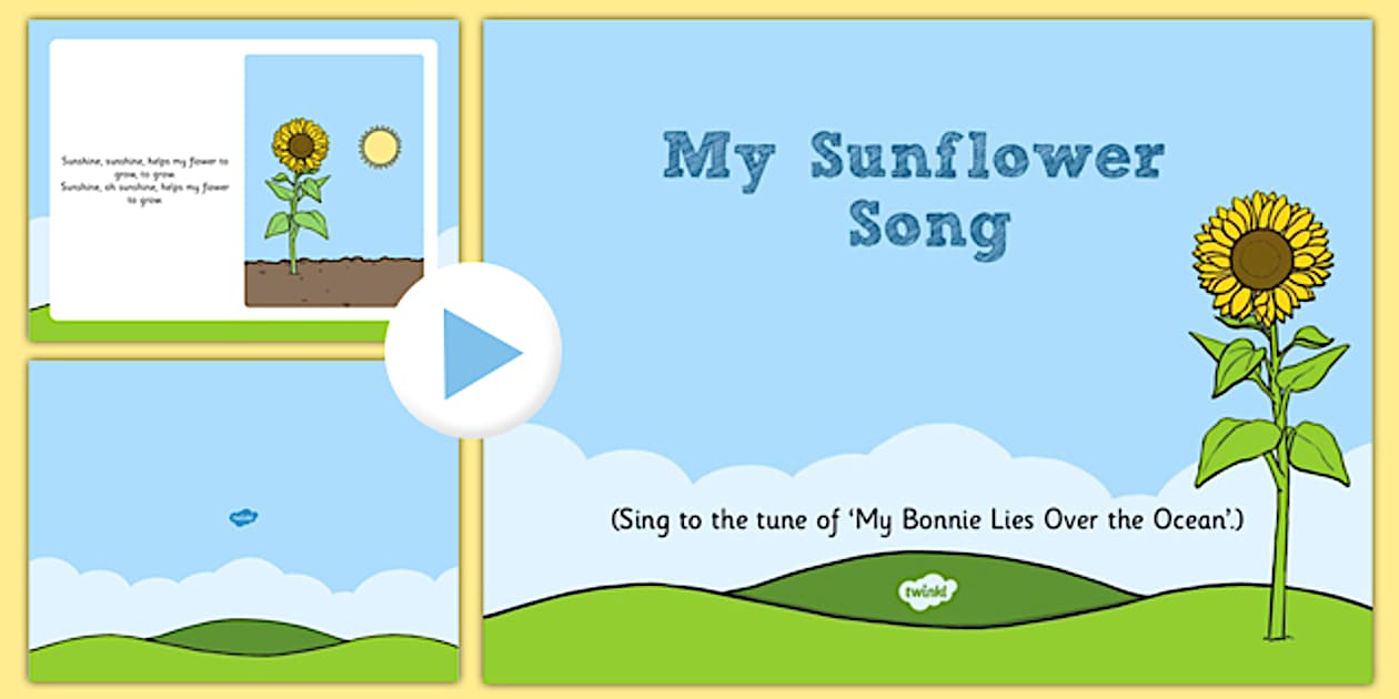 My Sunflower Song PowerPoint (teacher made) - Twinkl