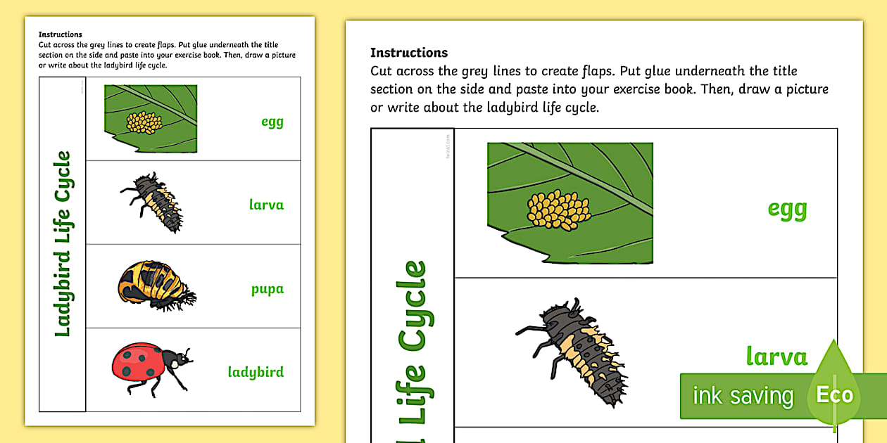 QLD Ladybird Life Cycle Flapbook (teacher made) - Twinkl