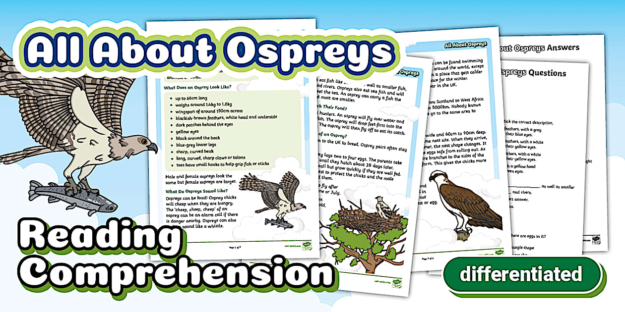 All About Ospreys Differentiated Reading Comprehension