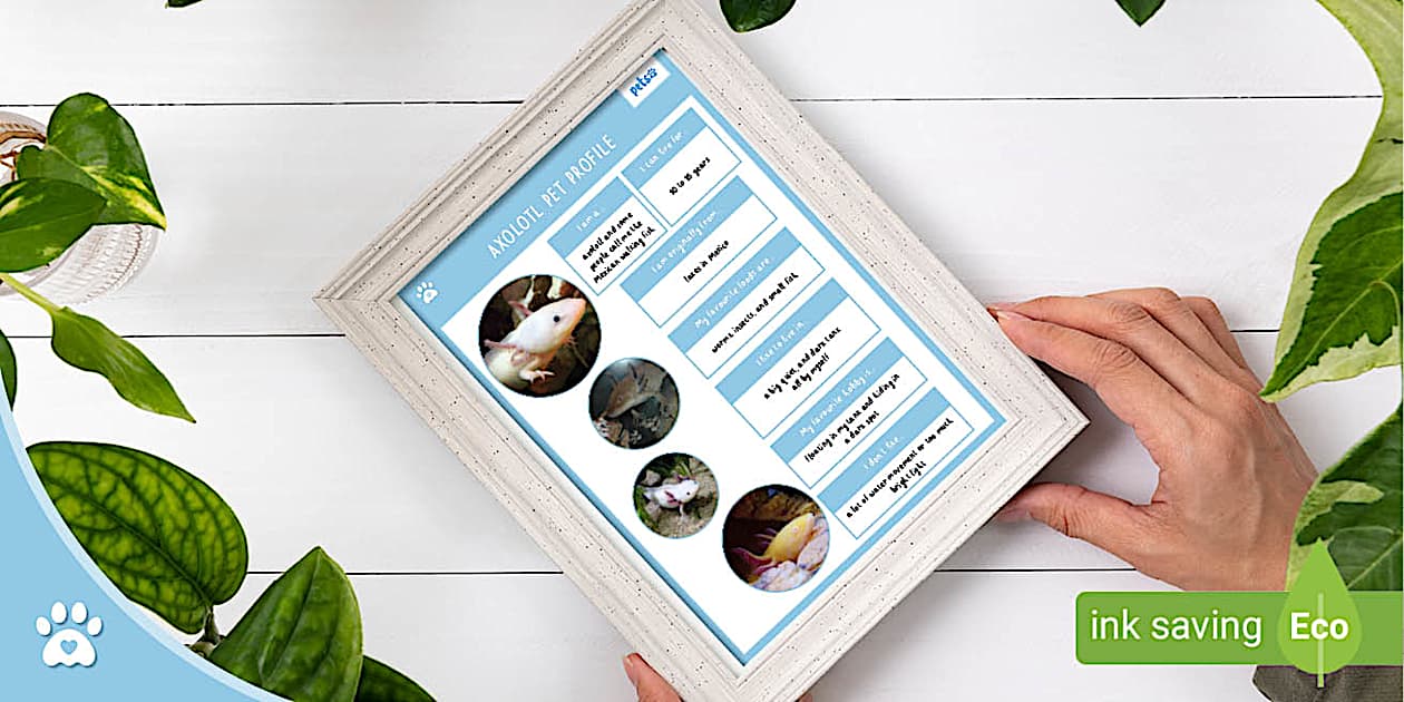 Axolotl Pet Profile - Fact Sheet - Axolotls - Twinkl Pets