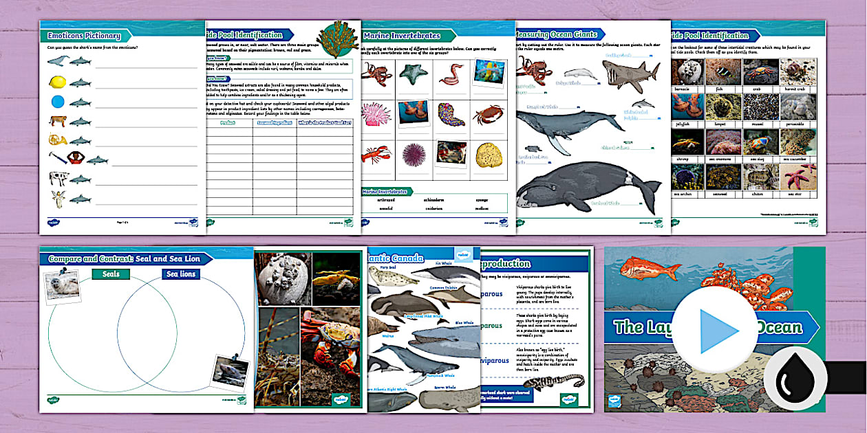 Oceans Junior Activity Pack (teacher made) - Twinkl