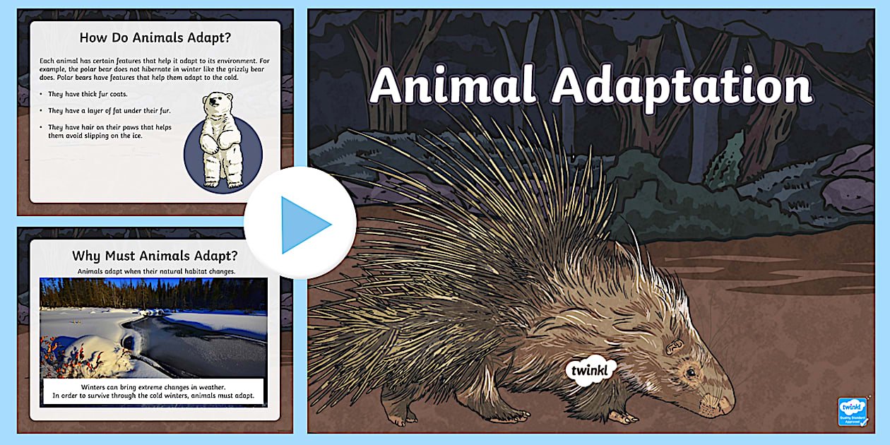 Animal Adaptations PPT | Resource | Twinkl USA - Twinkl