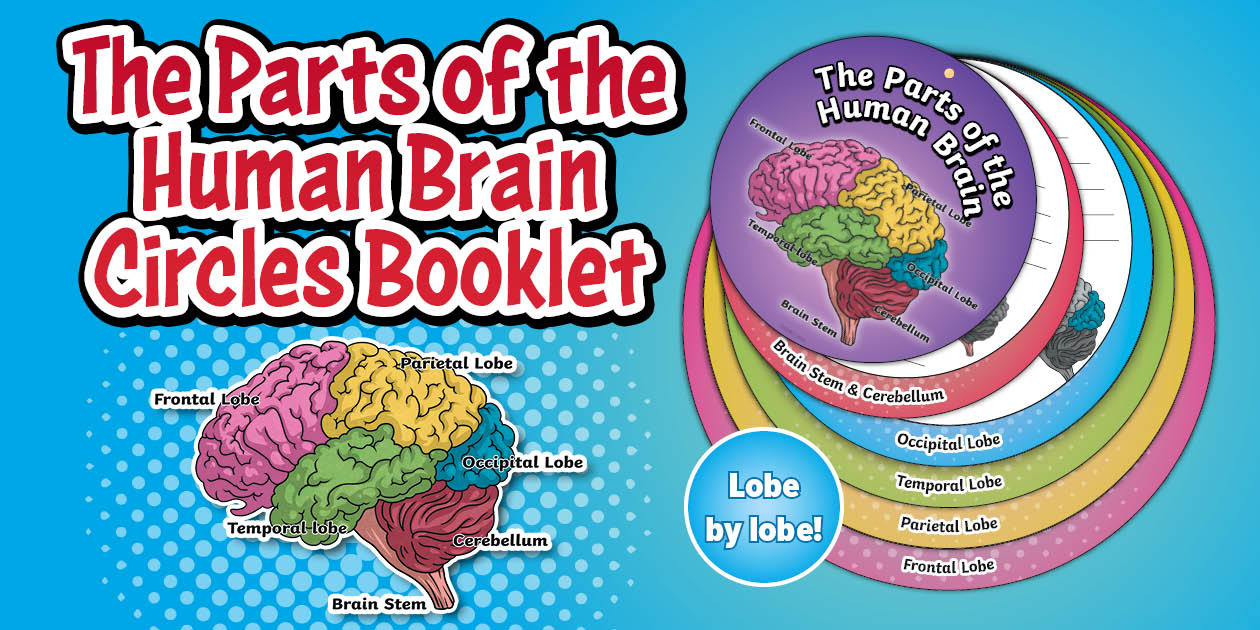 The Parts of the Human Brain Circles Booklet