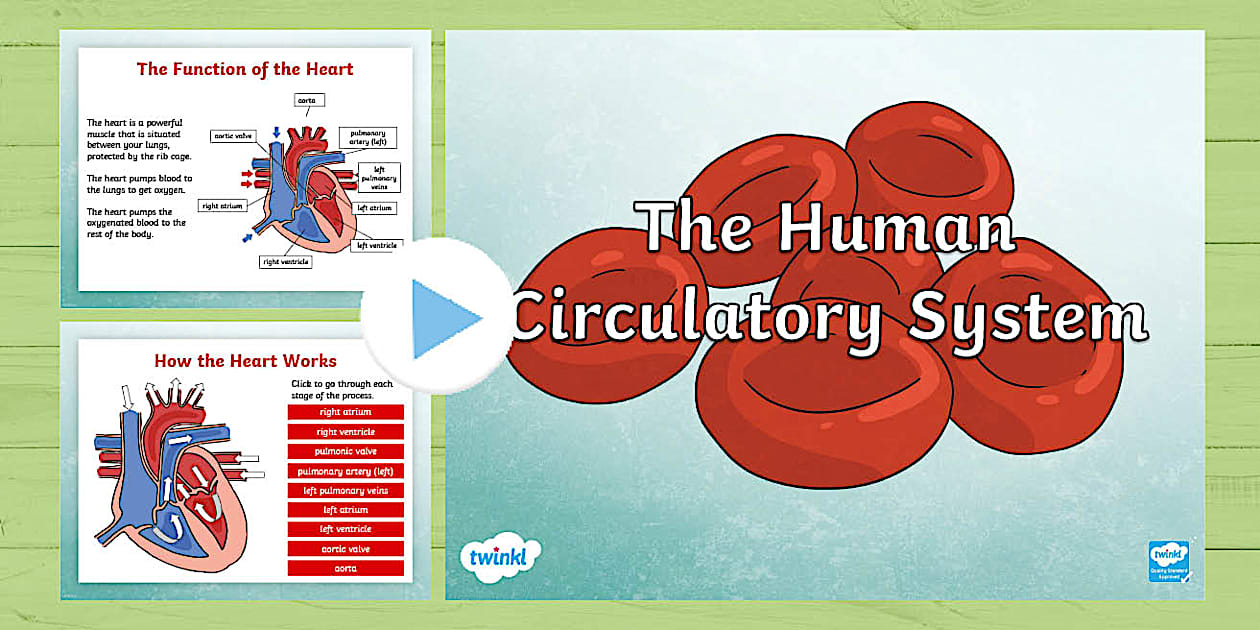 The Human Circulatory System PowerPoint (teacher made)