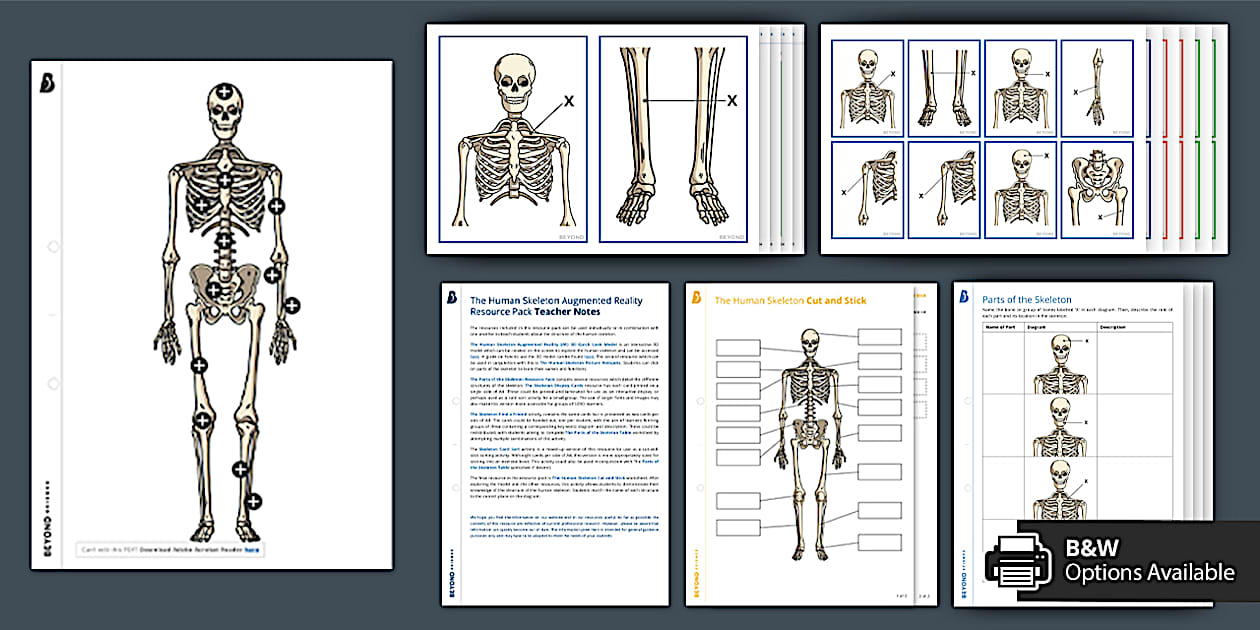 Human Skeleton AR Resource Pack | Beyond Science - Twinkl