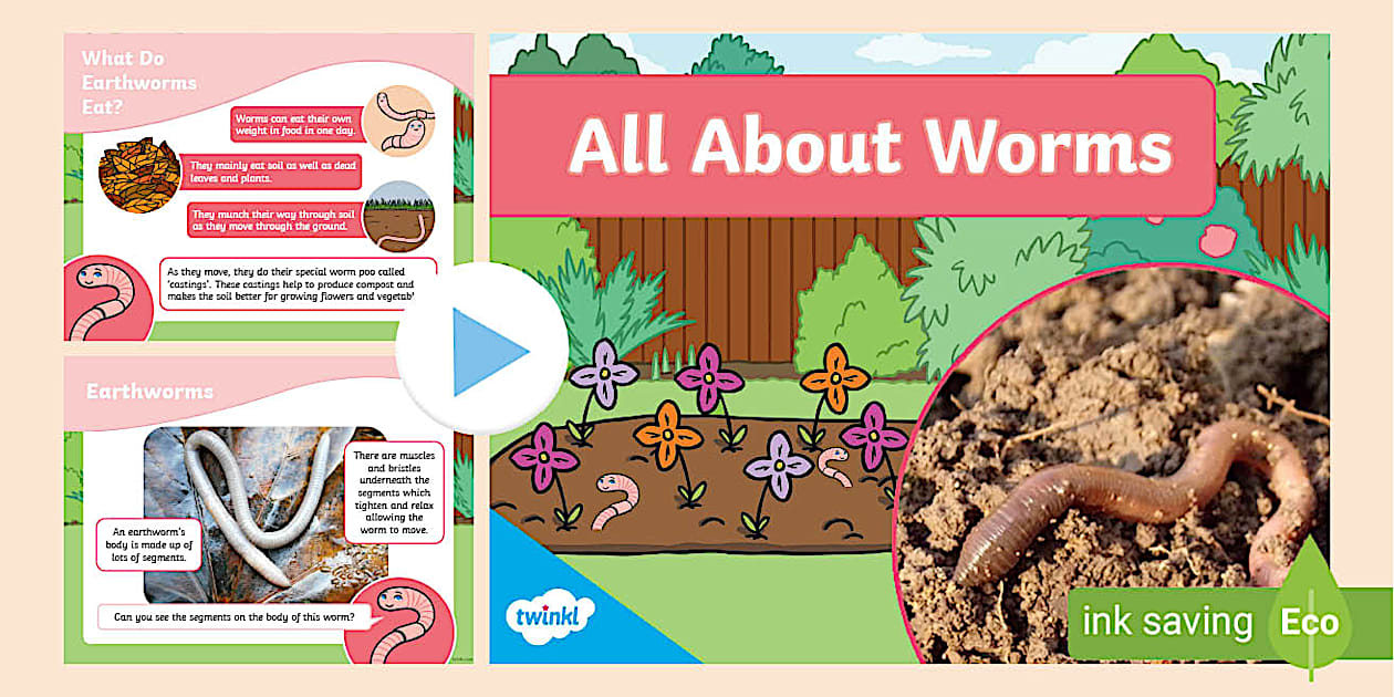 All About Worms PowerPoint (teacher made) - Twinkl