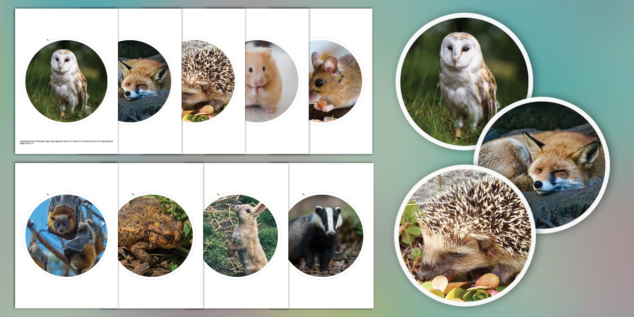 숲 속 동물 컷 아웃 Forest Animals Circle Display Photo Cut-Outs