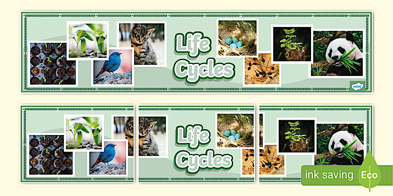 Life Cycles Photo Display Banner (teacher made) - Twinkl
