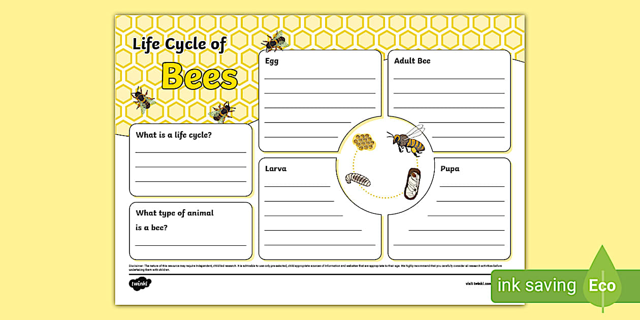 Life Cycle of Bees Fact File Template (teacher made)