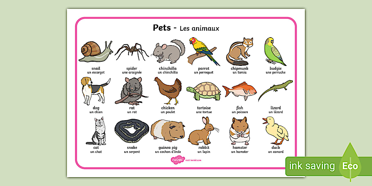 Animaux de compagnie en français pour les enfants | Twinkl