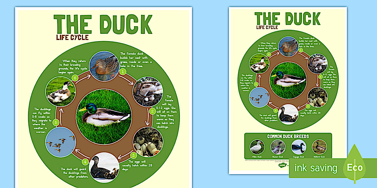Duck Life Cycle Large Poster (teacher made) - Twinkl