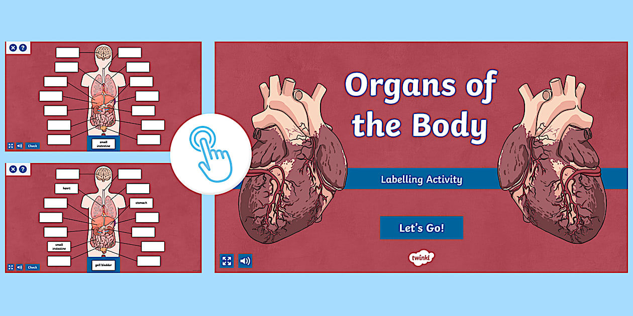 Organs of the Body Labelling Activity (teacher made)