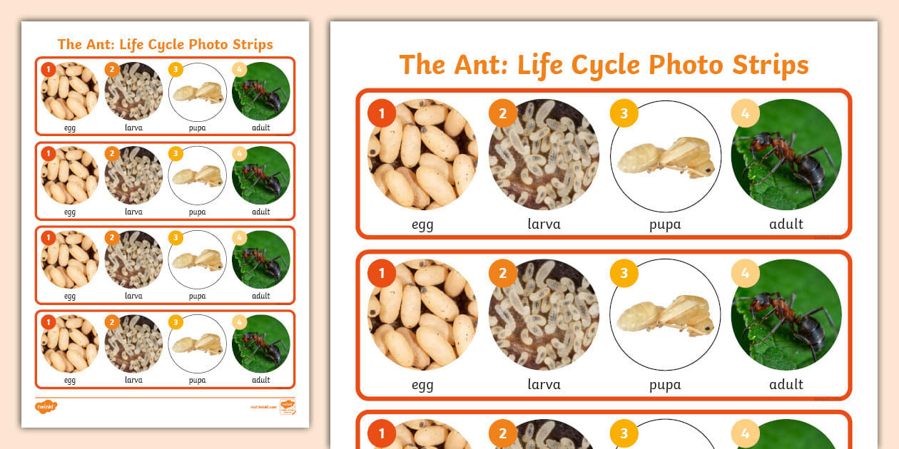 Ant Life Cycle Photo Strip (teacher made) - Twinkl