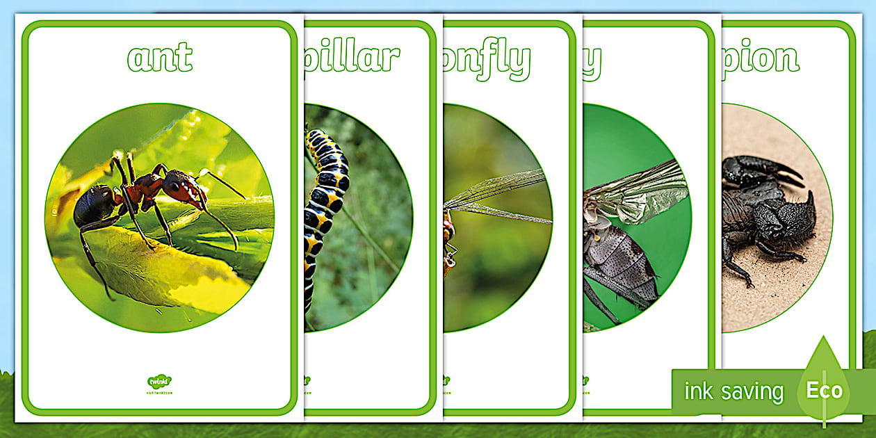 Minibeasts Photo Display Posters (Teacher-Made) - Twinkl