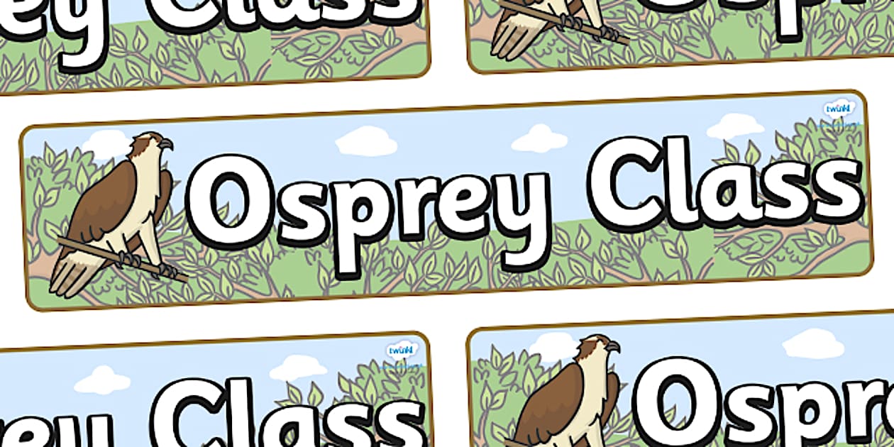 Osprey Themed Classroom Display Banner (teacher made)