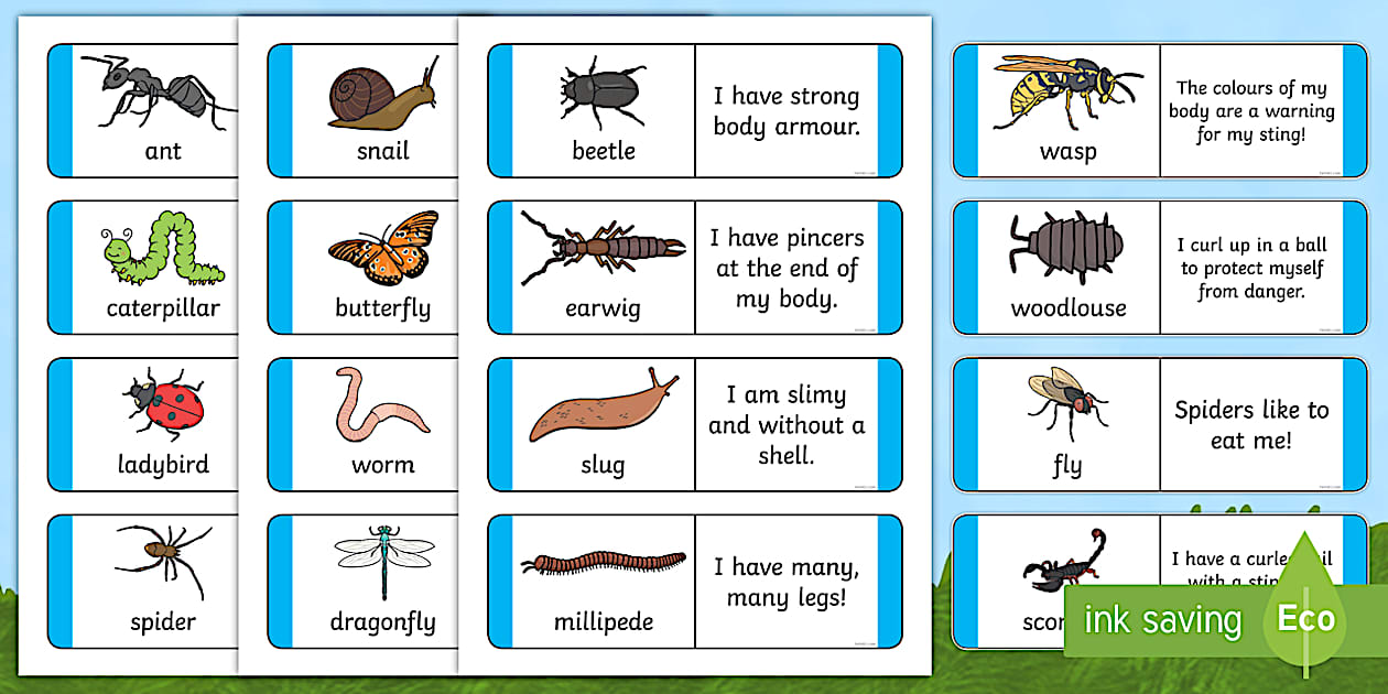 Editable Minibeast Description Cards (teacher made) - Twinkl