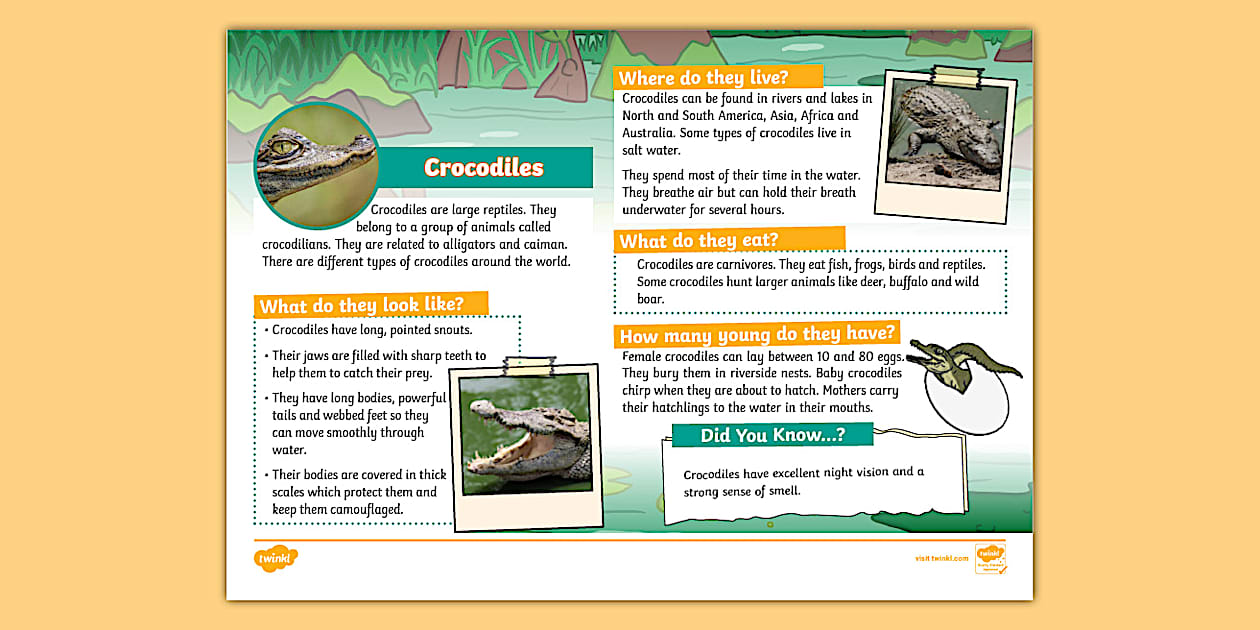 KS1 Crocodiles Fact File (teacher made) - Twinkl