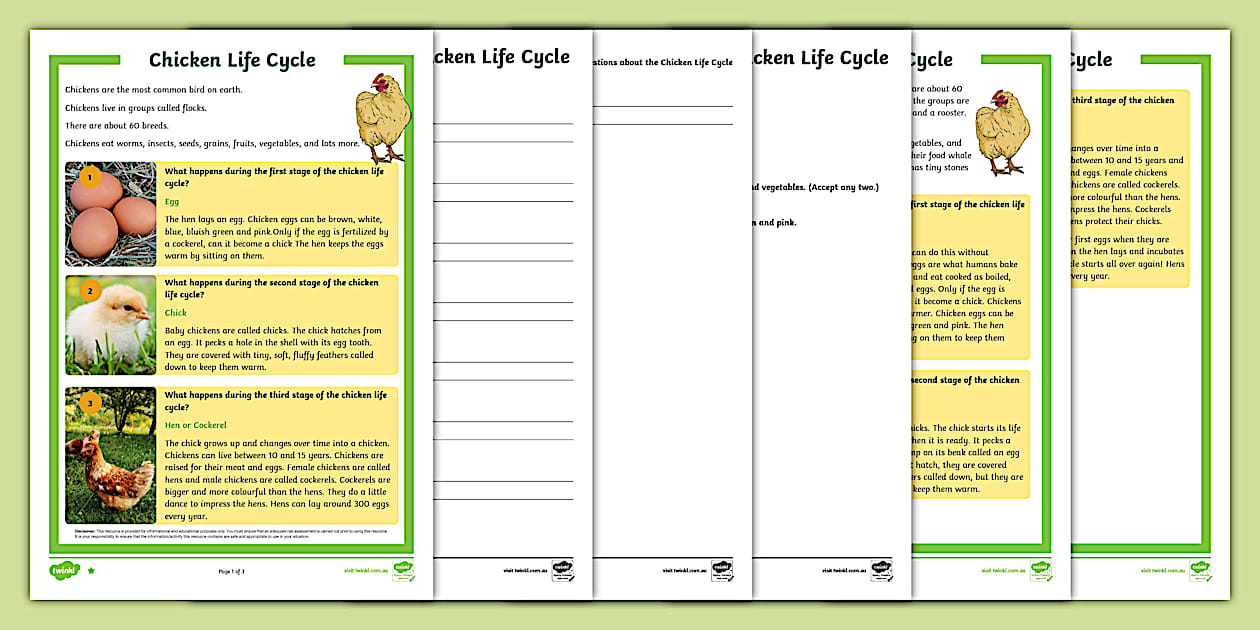 Chicken Life Cycle Differentiated Reading Comprehension